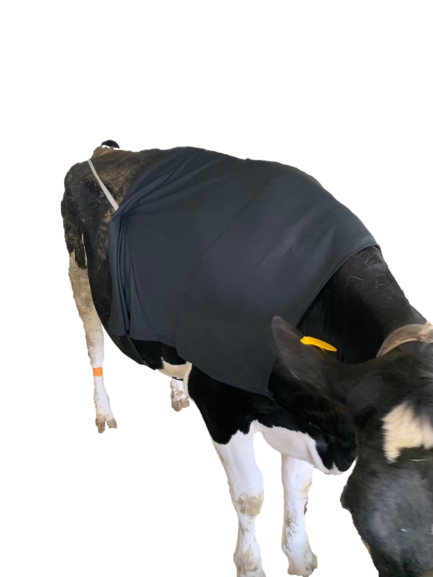 COW COOL